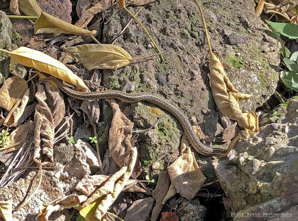 What a Local Snake Taught Me - The Third Self